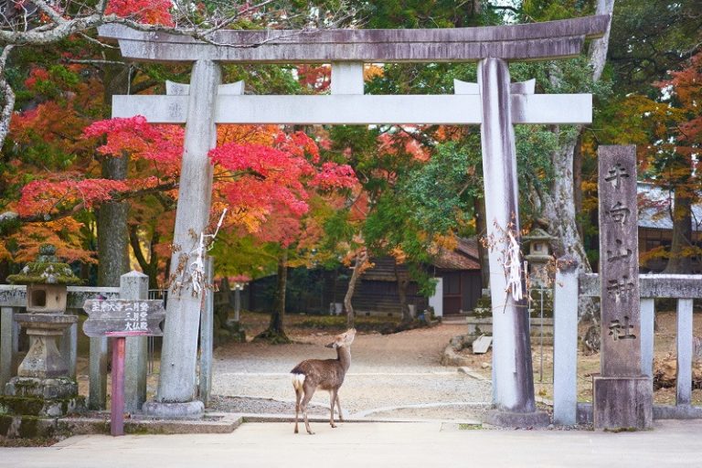 Nara dan Rusa yang Ramah: Destinasi Unik di Jepang - padrirestaurant.net